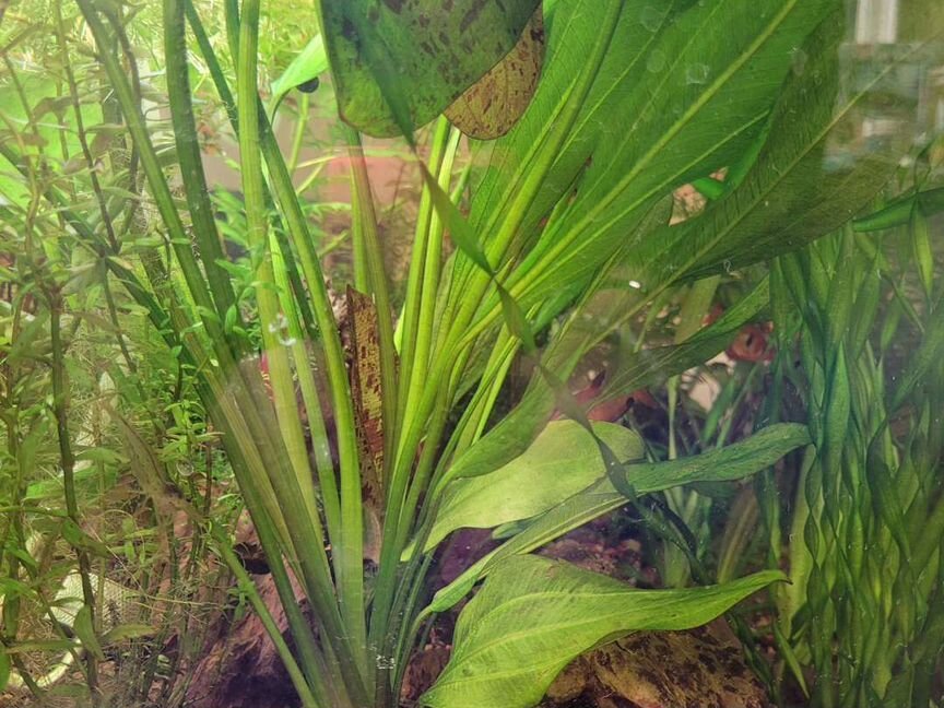 Аквариумное растение