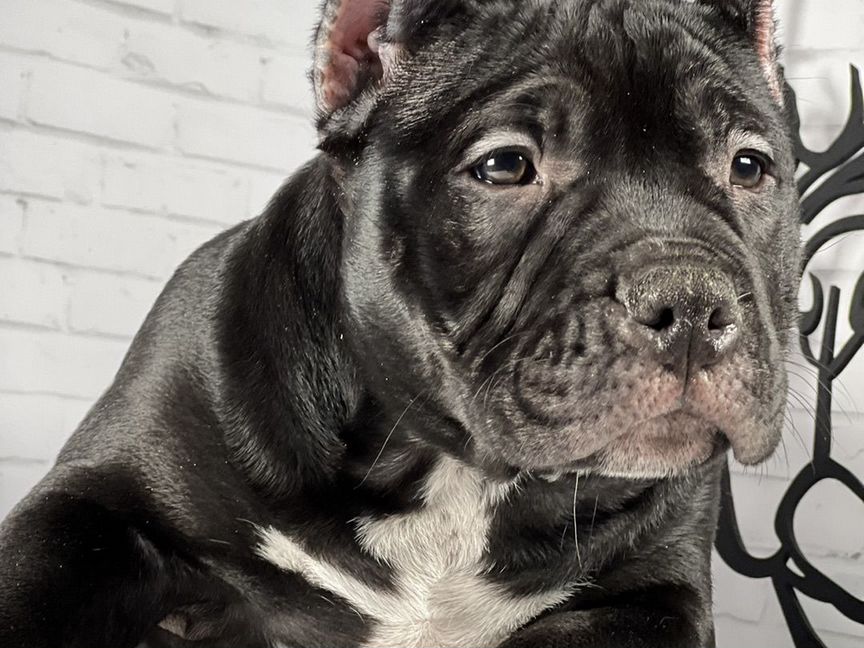 Супер девочка Американский булли