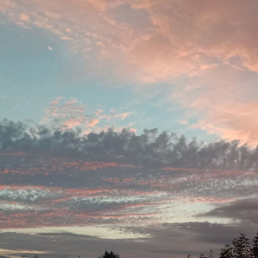 Померанский шпиц