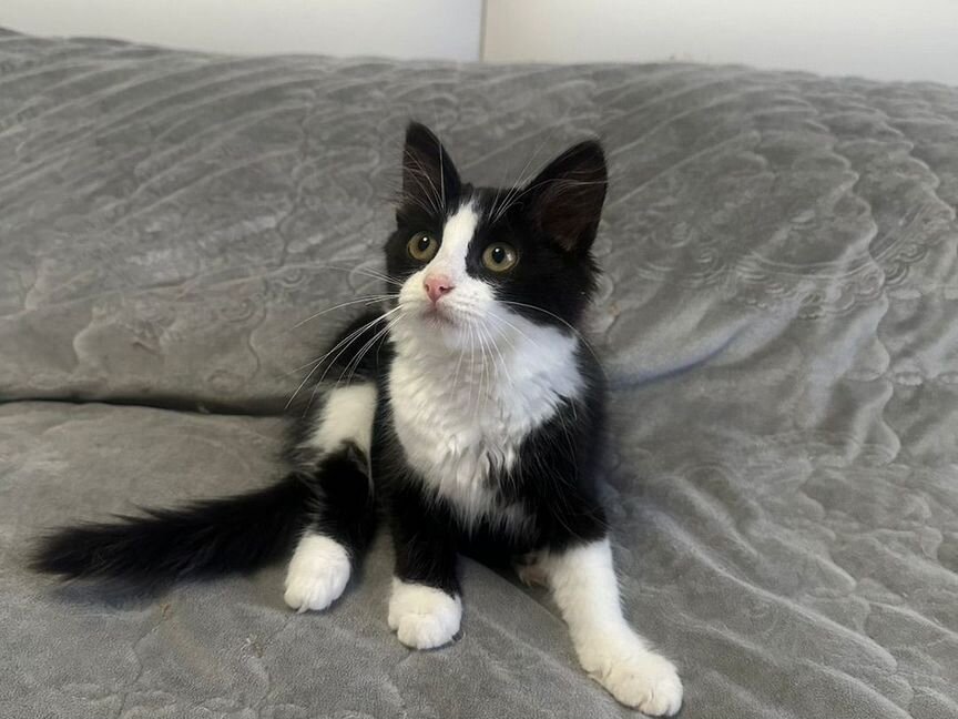 Котенок девочка в добрые руки