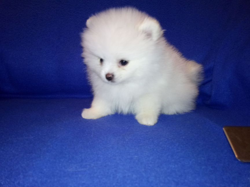 Померанский шпиц