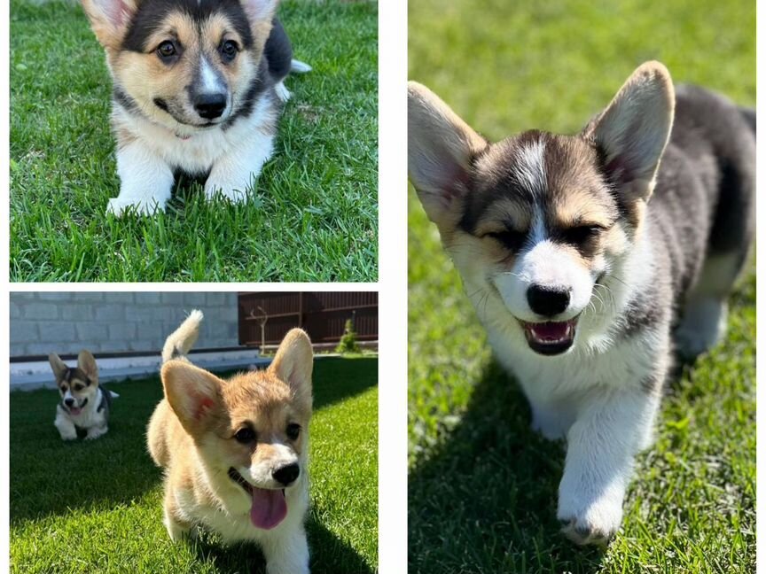 Щенки вельш корги пемброк (суки)