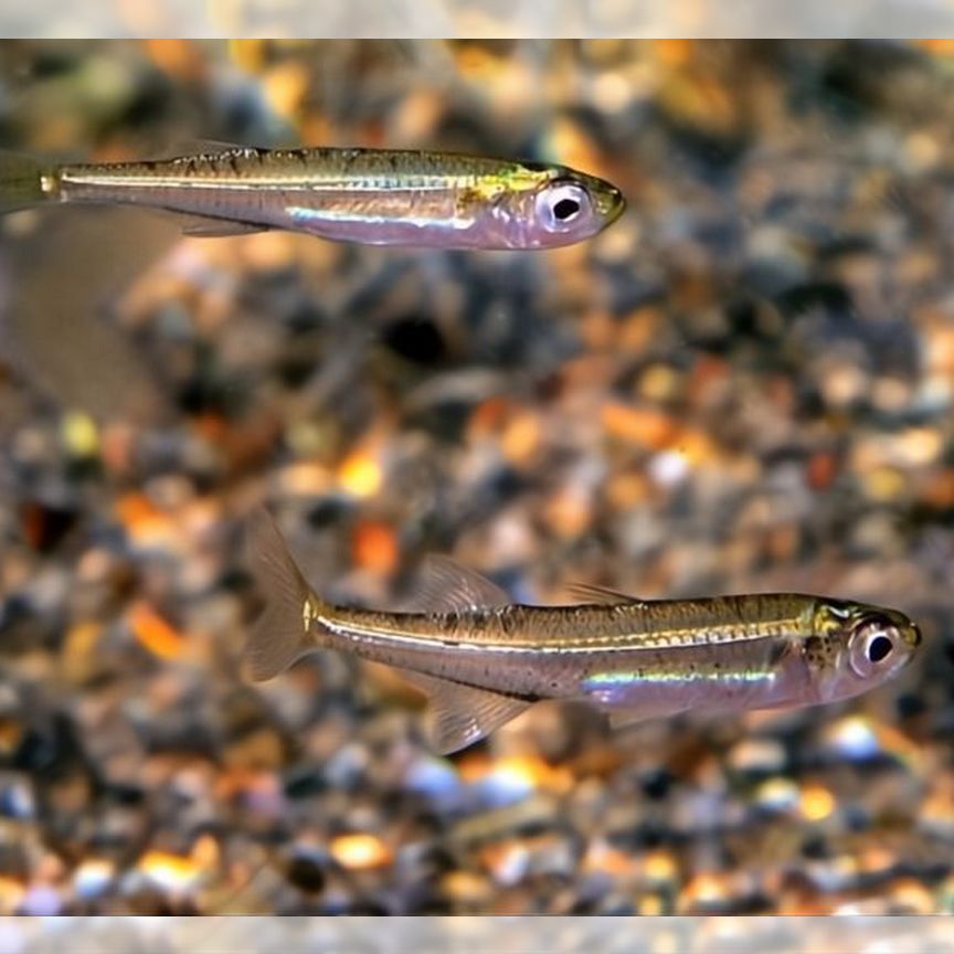 Аквариумные рыбки