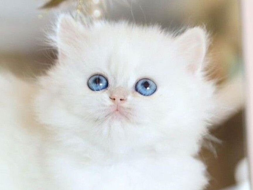 Британская шиншилла ay 12 33 LH