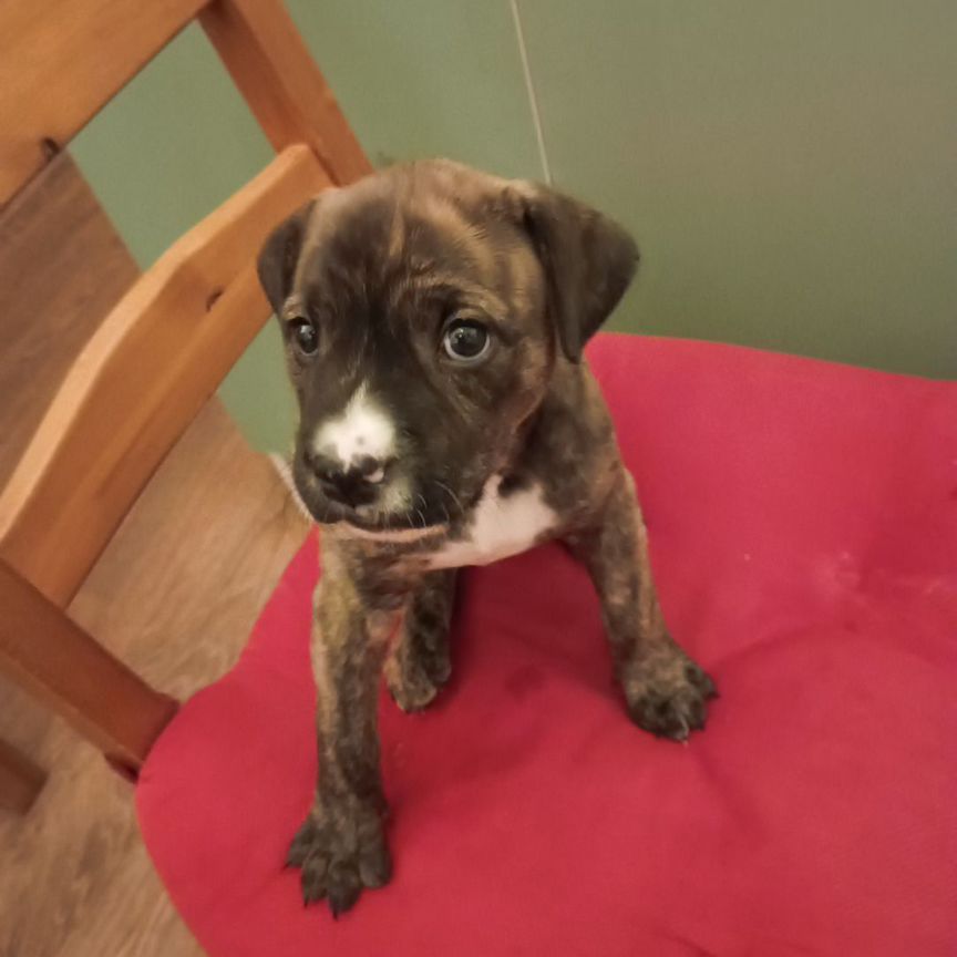 Стаффордширский терьер девочка