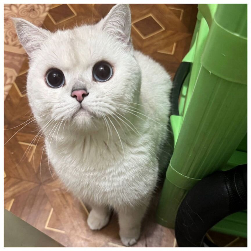 Взрослый кот в добрые руки