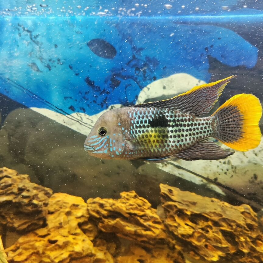 Цихлида.Взрослый самец "Акары Бирюзовой"