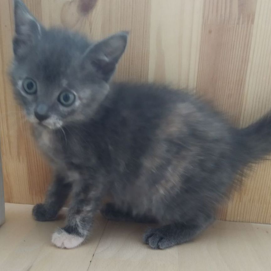 Котята в добрые руки бесплатно