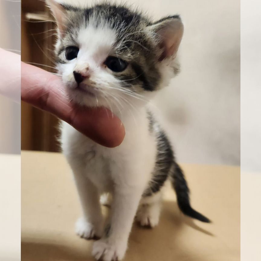Котёнок в добрые руки
