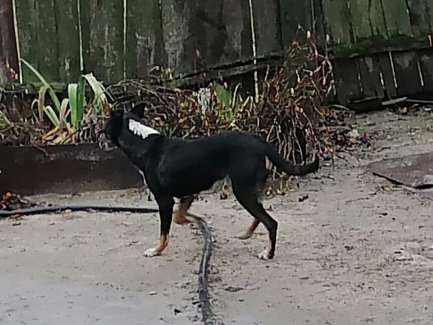 Метис лайки в добрые руки