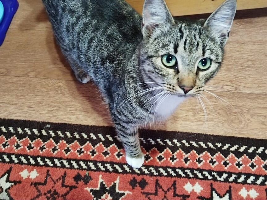 Полосатый котенок-мышелов