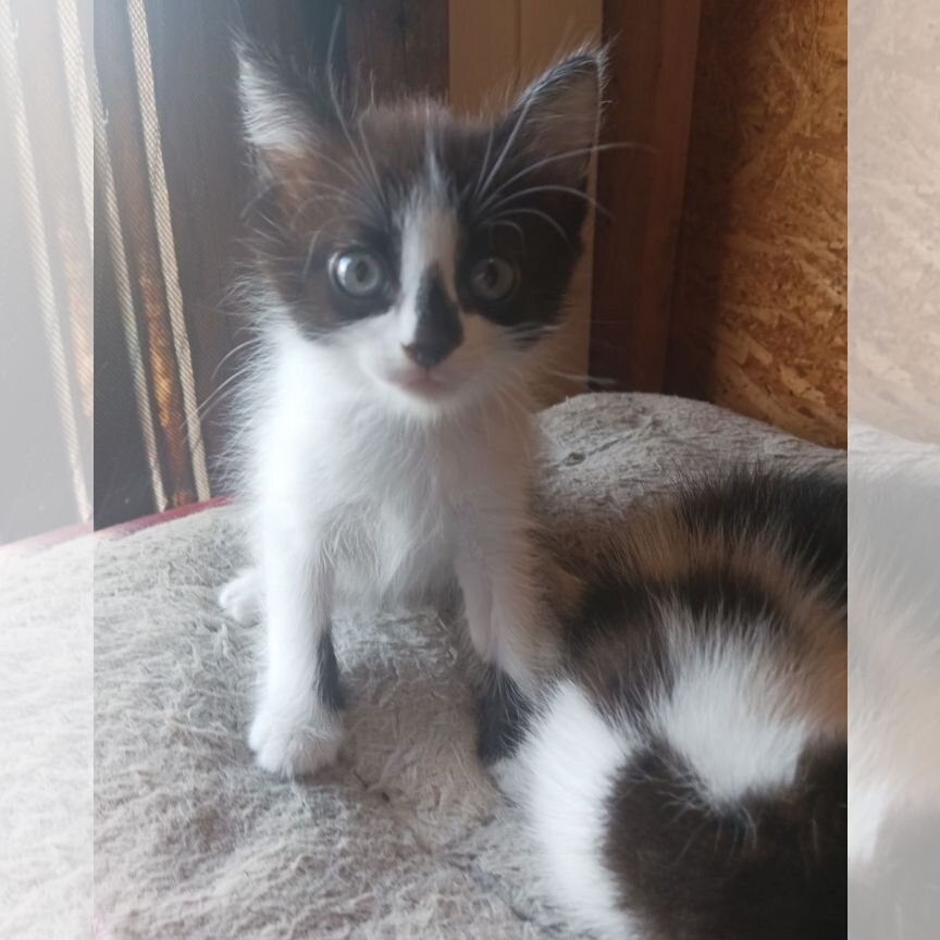 Котята в добрые руки бесплатно