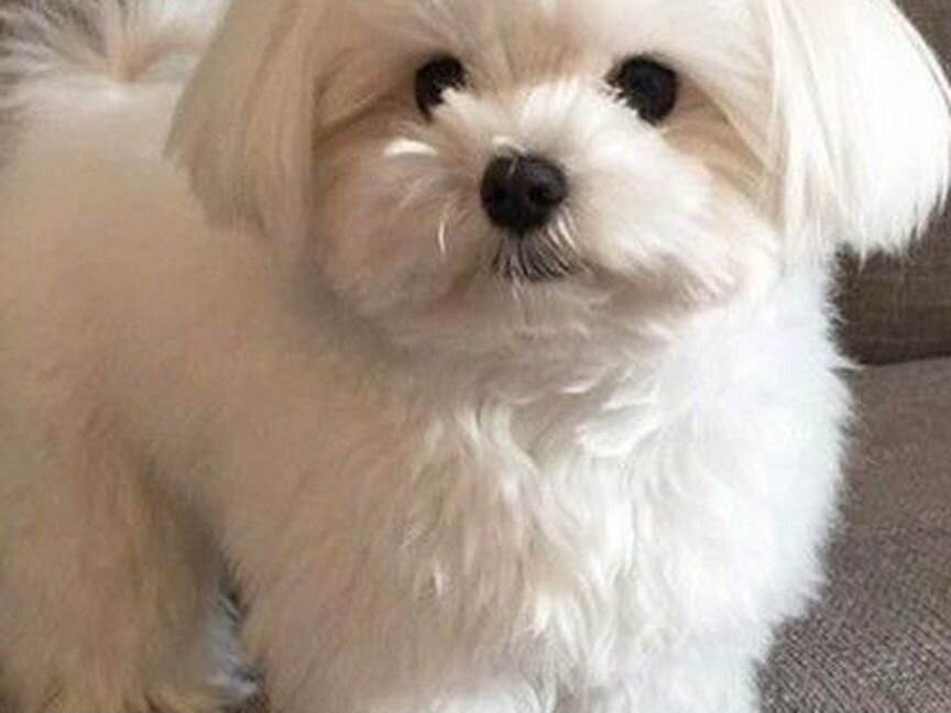 Мальтезе мальчик подрощенный