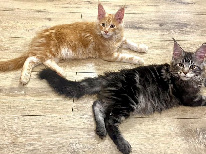 Котятки мейн-кунята