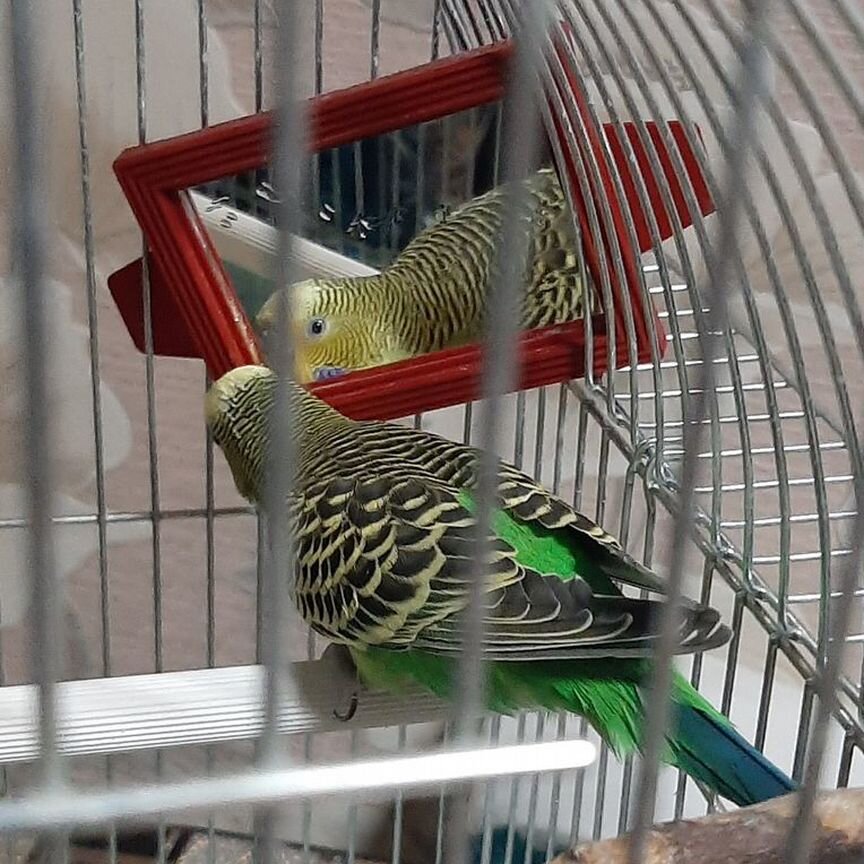 Волнистый попугай