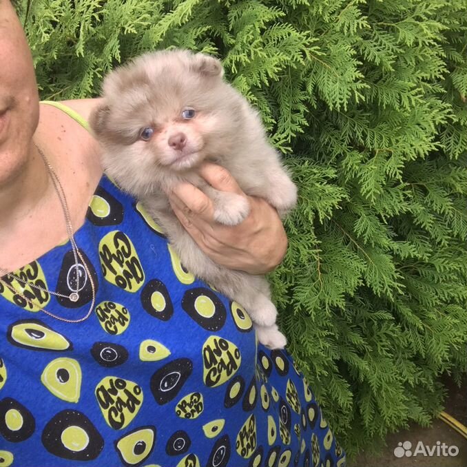 Щенки померанского шпица мерле лиловая Королева