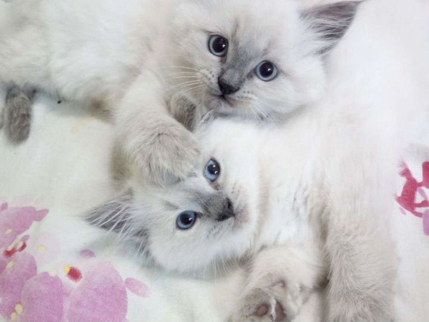 Невская маскарадная