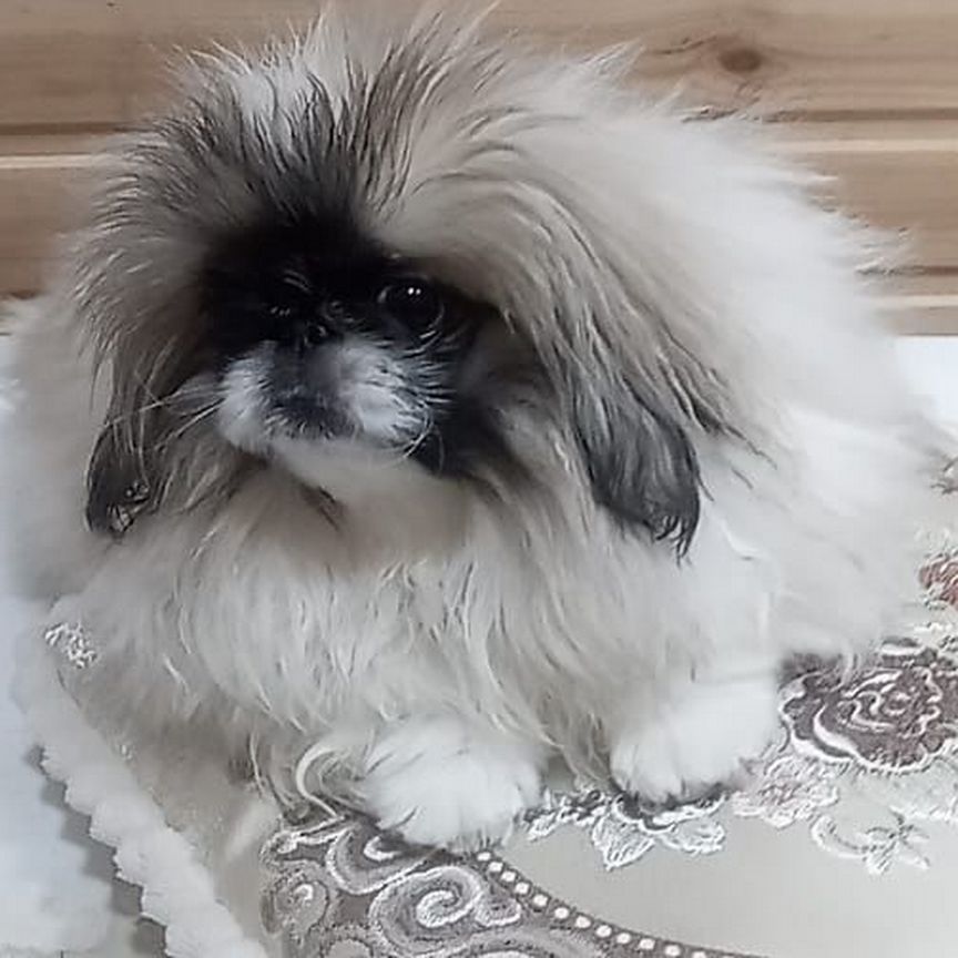 Пушистое чудо