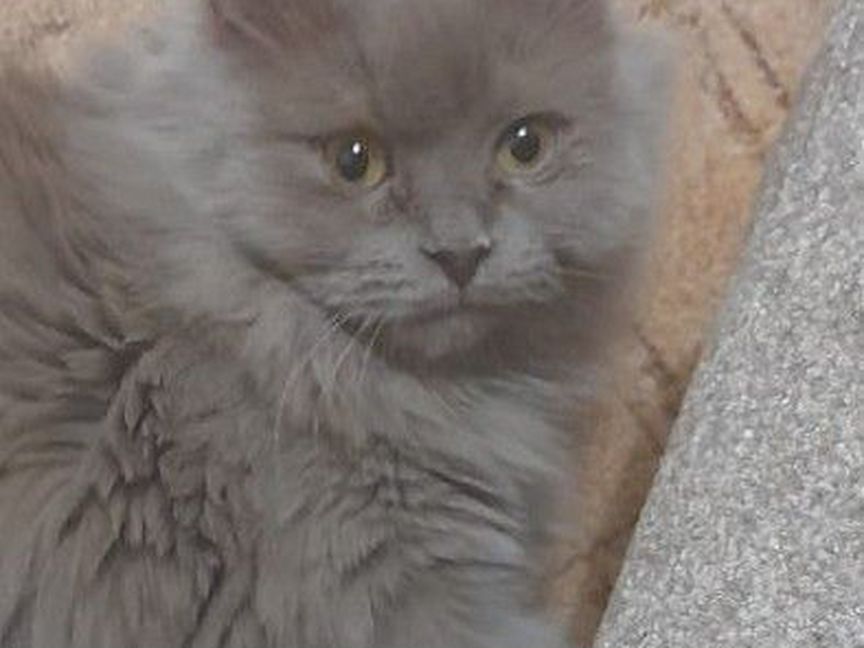Кошка