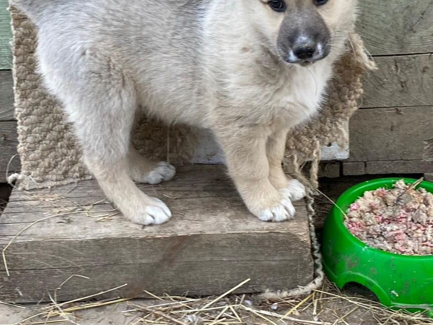 Сабака в добрые руки