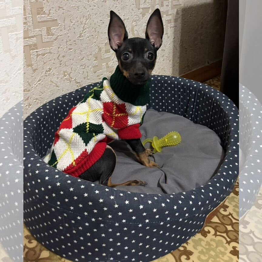 Русский той-терьер, щенок