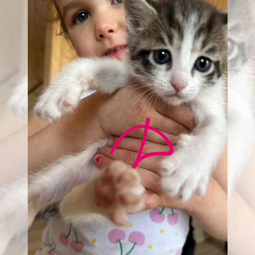 Котята