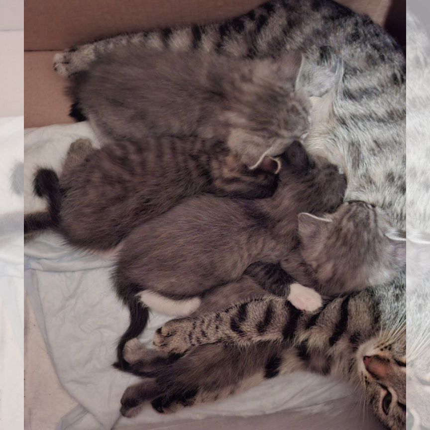 Котята в добрые руки