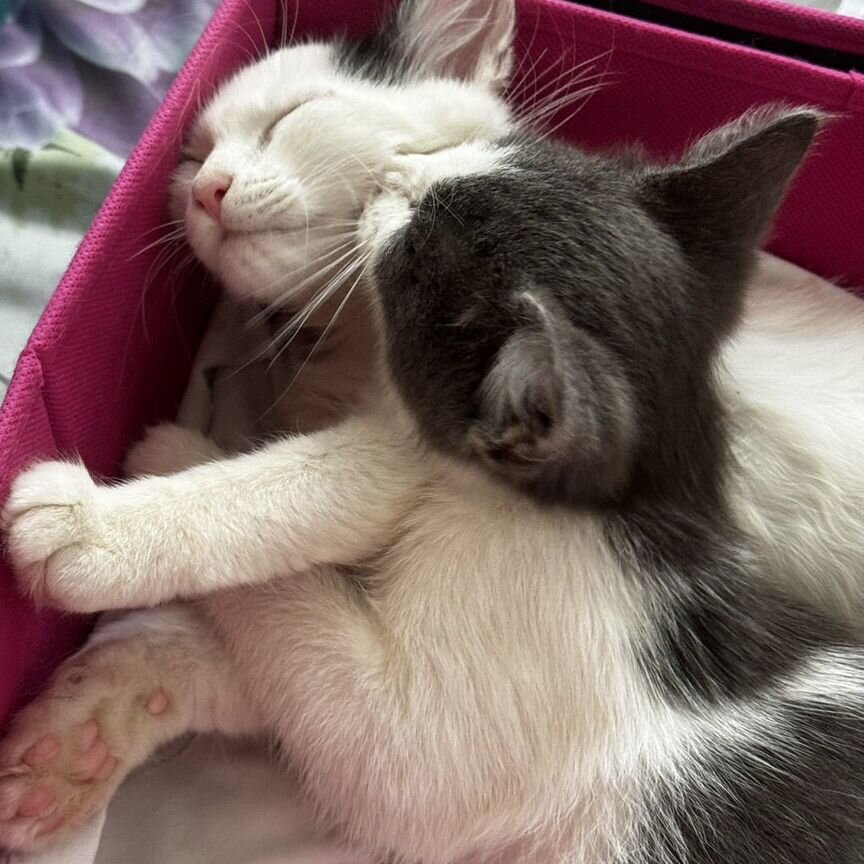 Котята