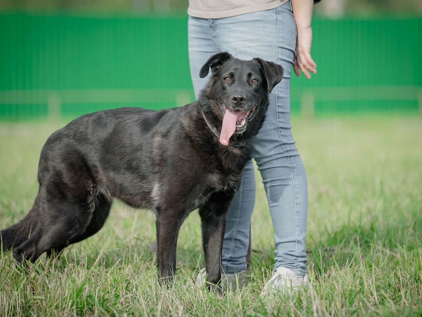 Метис лабрадора ищет дом