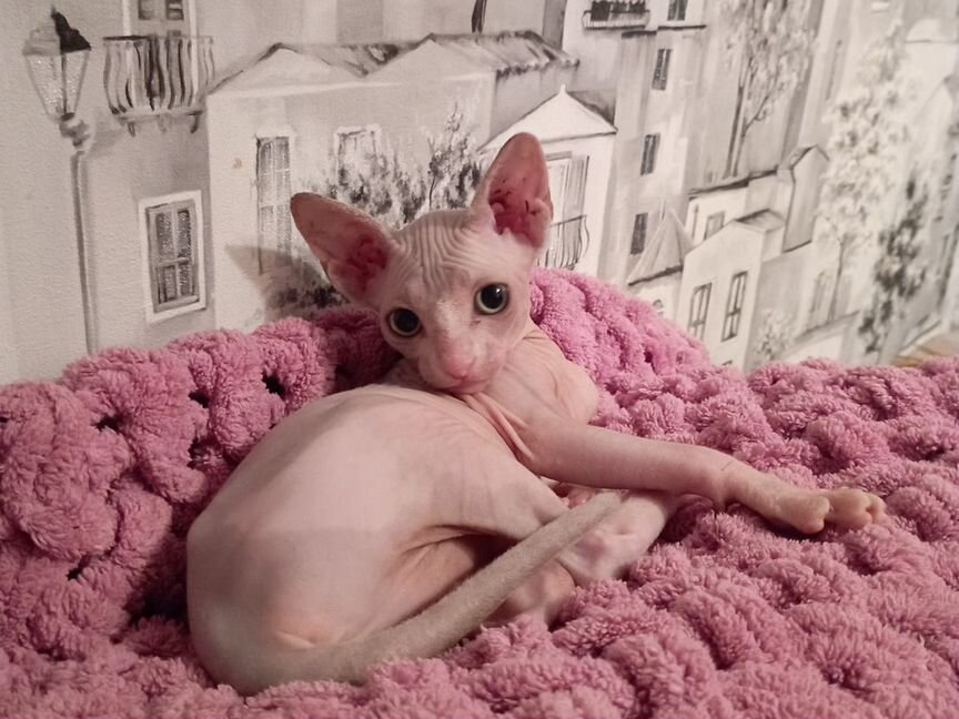 Канадский сфинкс котенок