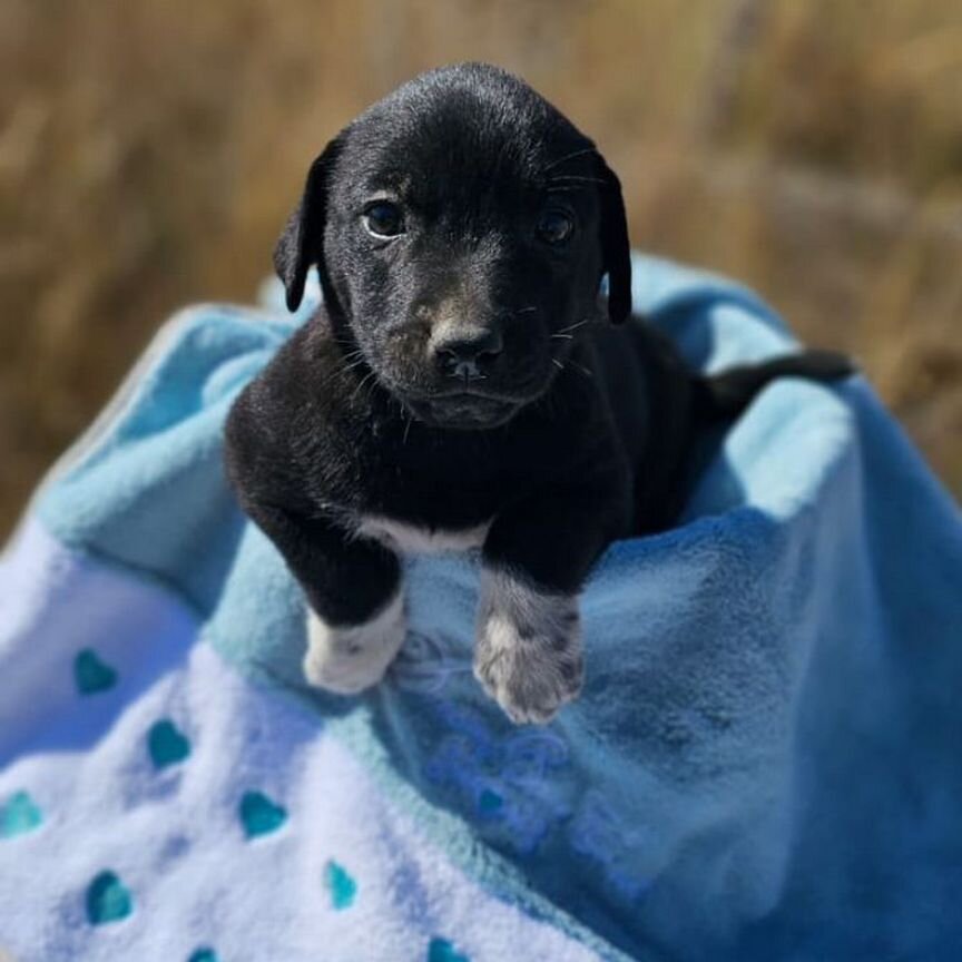 Охотник Пират ждет вас