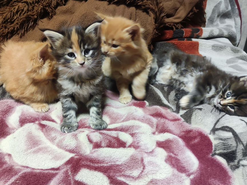 Котята Мейн-кун