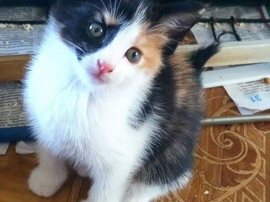 Котята сестрички 2,5 мес