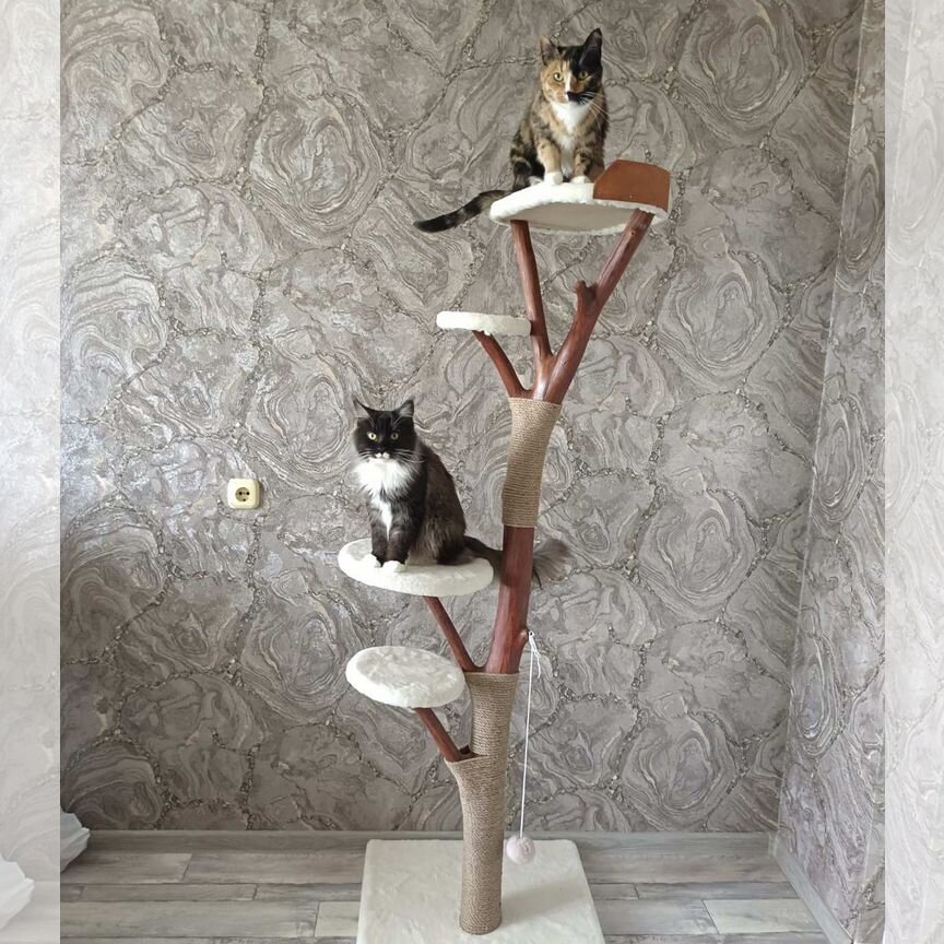 Комплекс для кошек