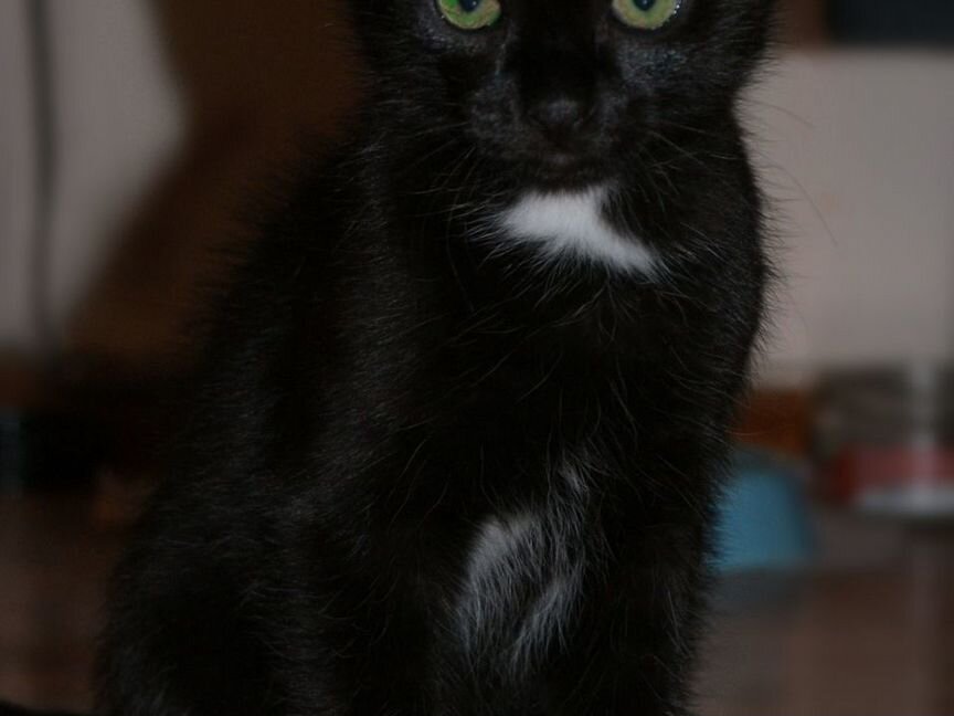 Котик в добрые руки