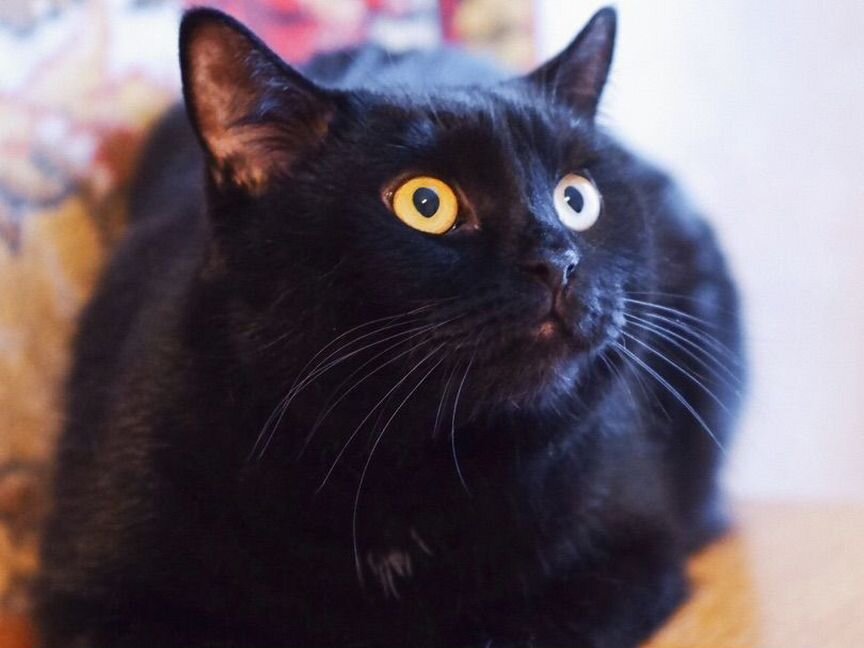 Черный умный кот в добрые руки