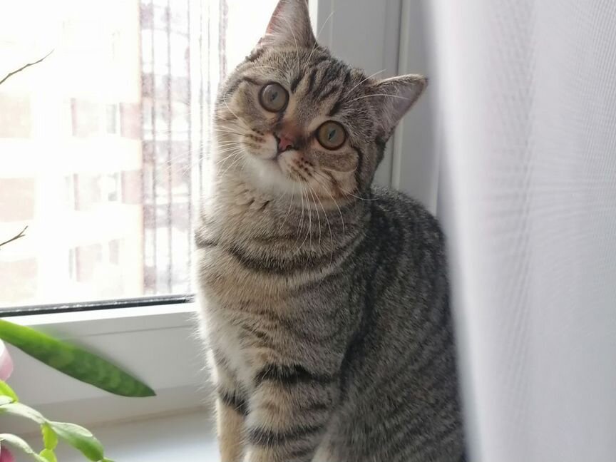 Отдадим в добрые руки британскую кошка