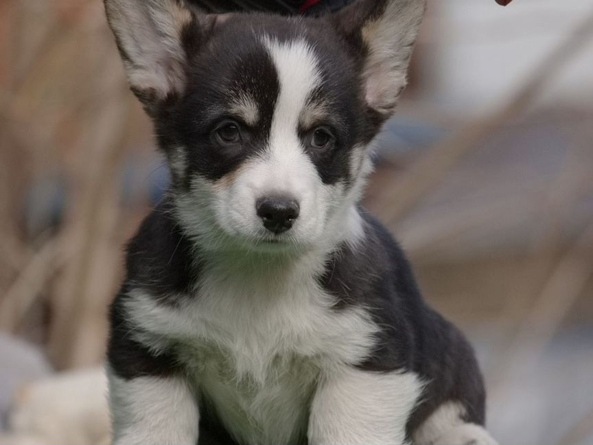 Щенки вельш корги пемброк, не для разведения