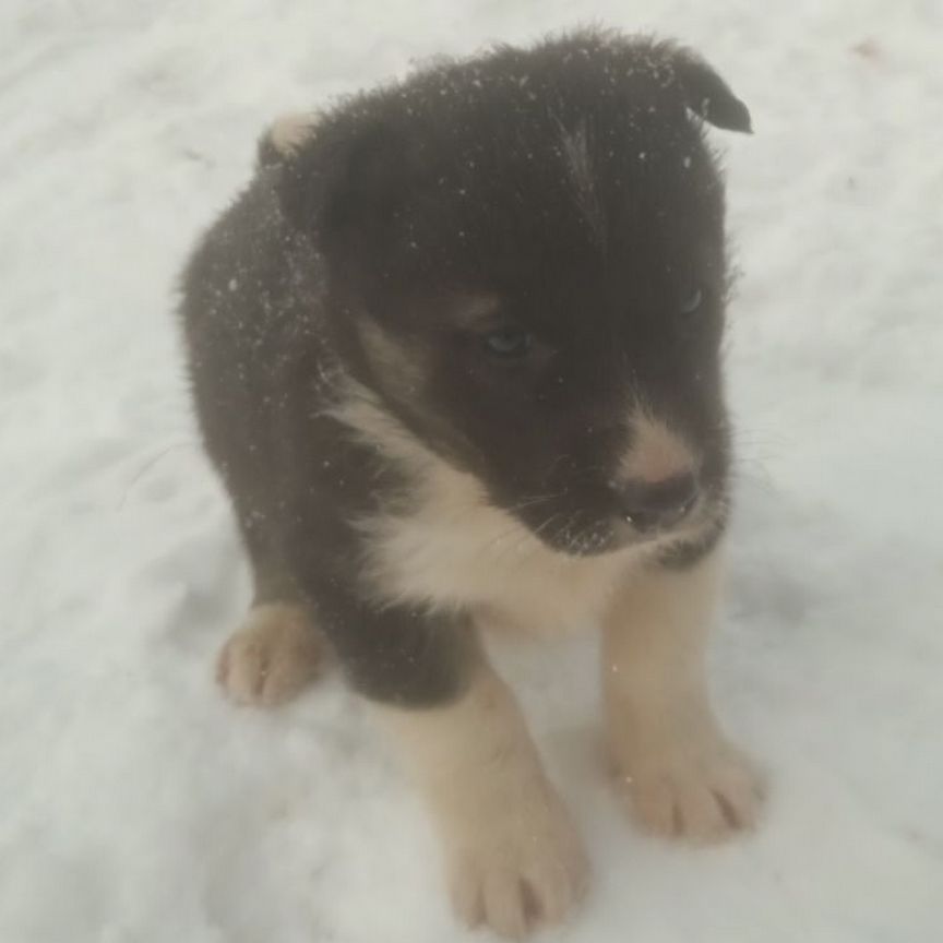 Немецкая овчарка, щенок