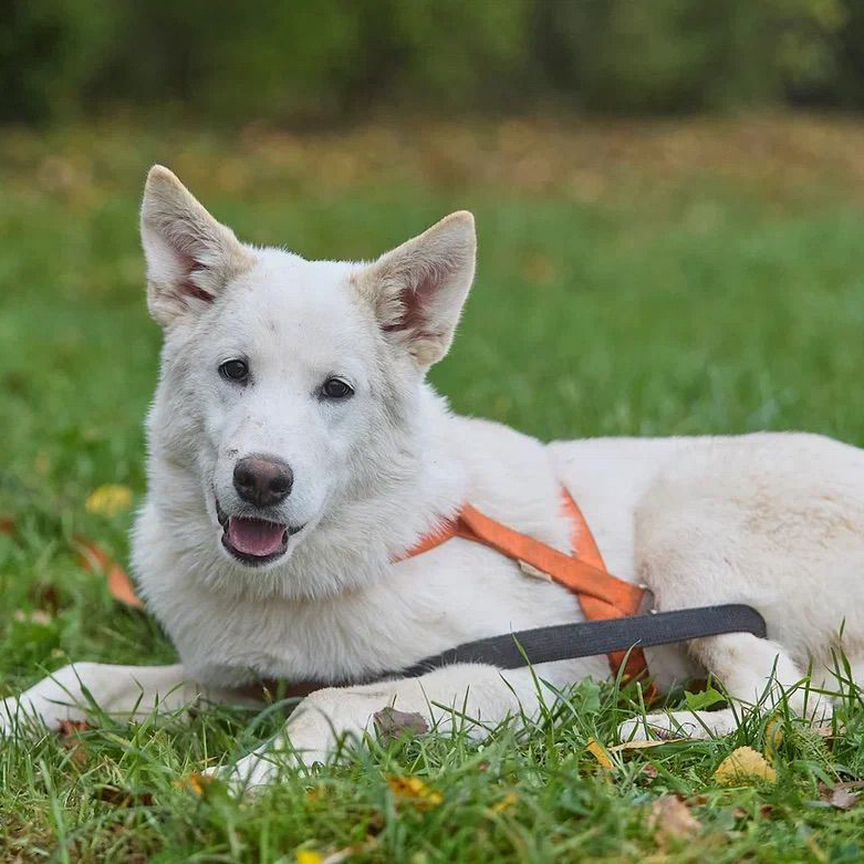 Собака в добрые руки