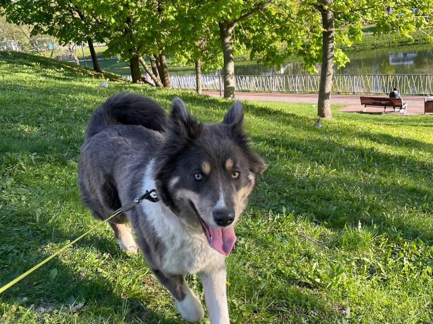 Лайка метис