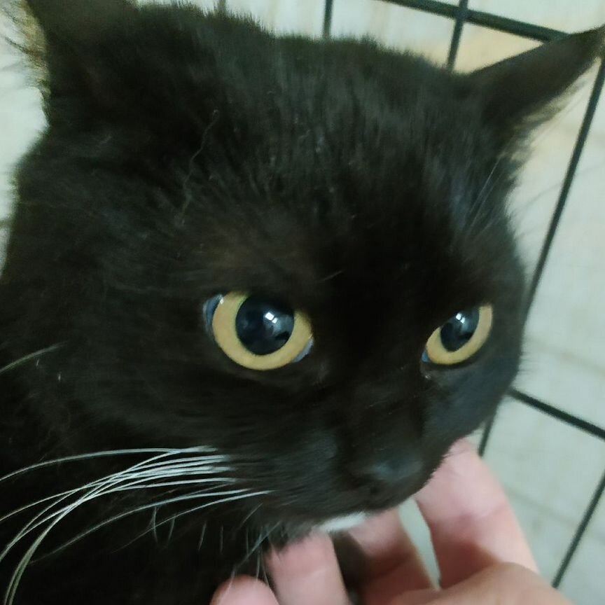 Взрослая, кошка в добрые руки