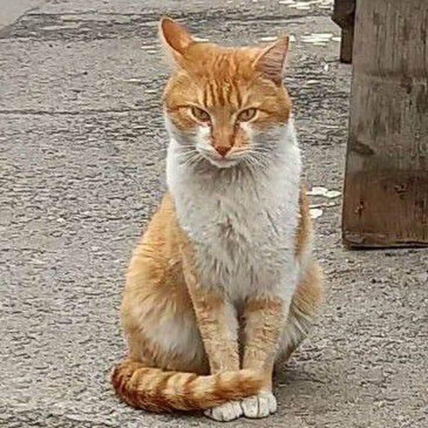Классический рыжий котик на промзоне. Добрый,умный