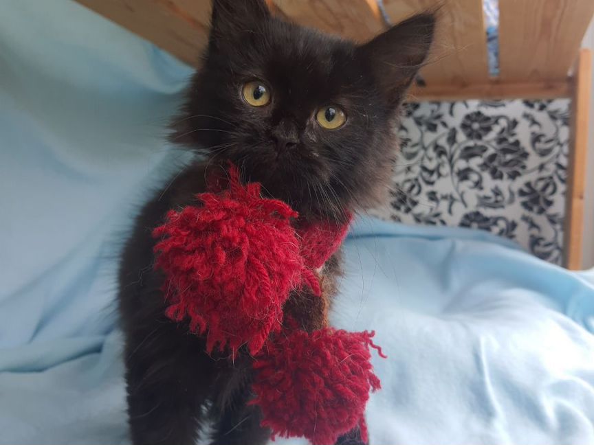 Котёнок