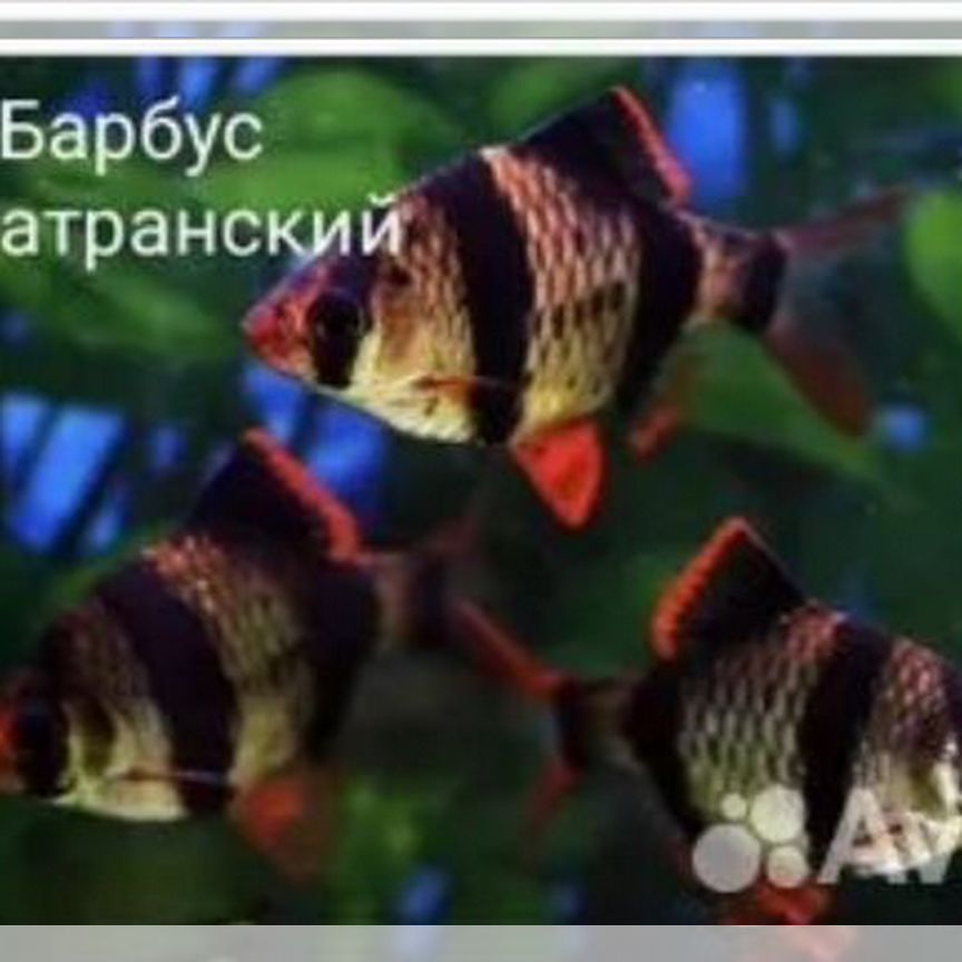 Аквариумные рыбки