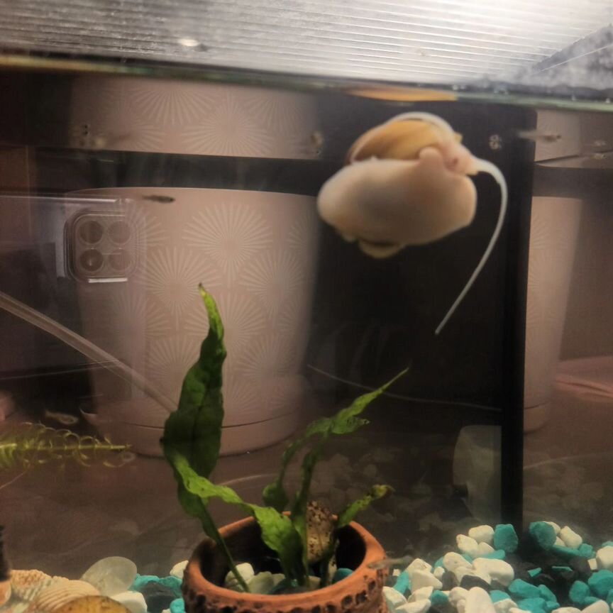 Мальки гуппи