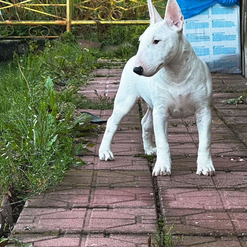 Щенки миниатюрного бультерьера