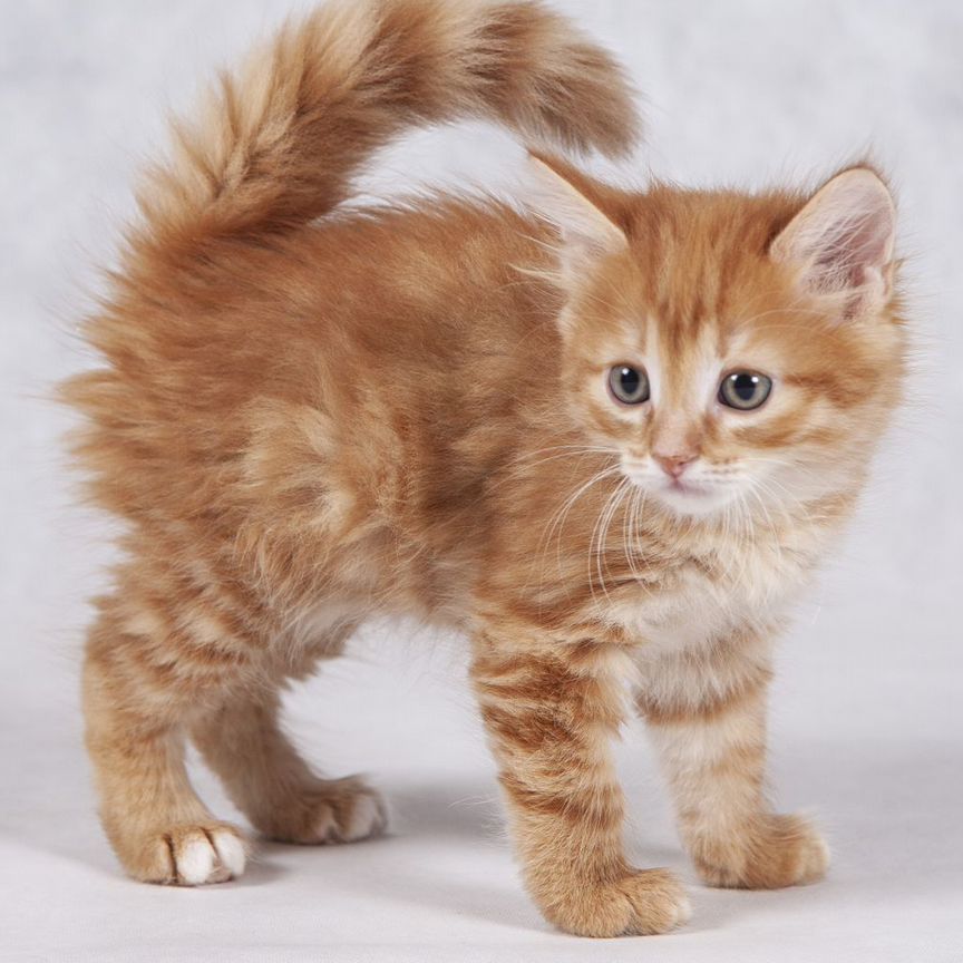 Чудесные Котята в добрые руки