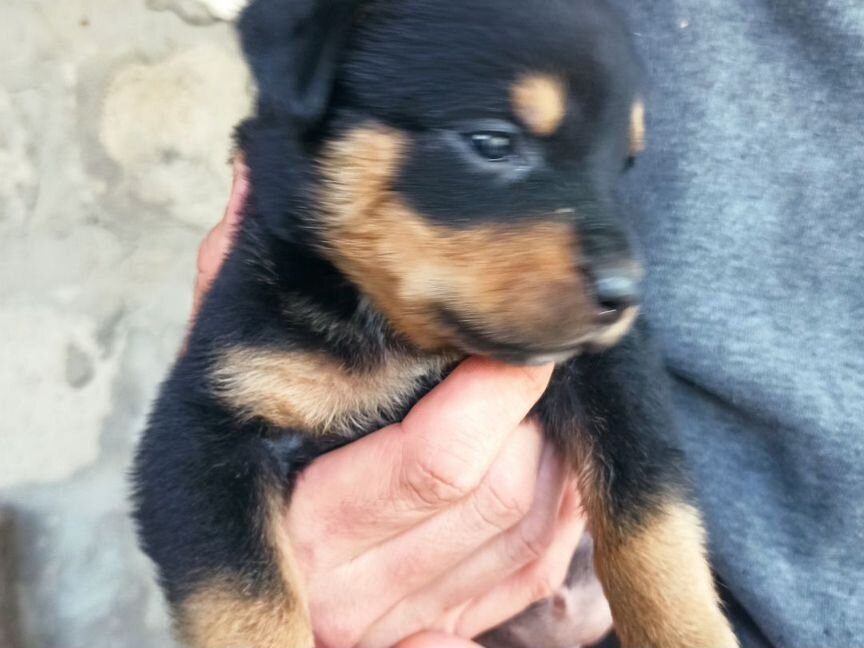 Щенки ротвейлера