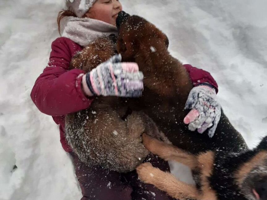 Щенок в добрые руки бесплатно